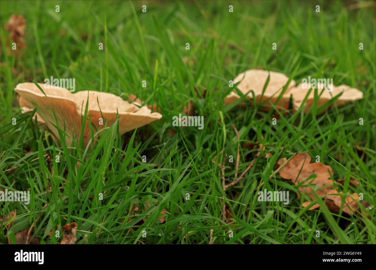 Large fungi hi-res stock photography and images - Alamy