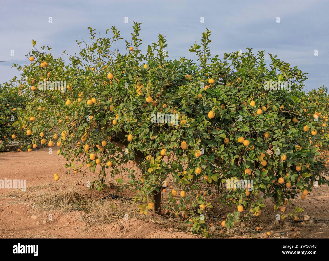 Growing lemon pips hi-res stock photography and images - Alamy