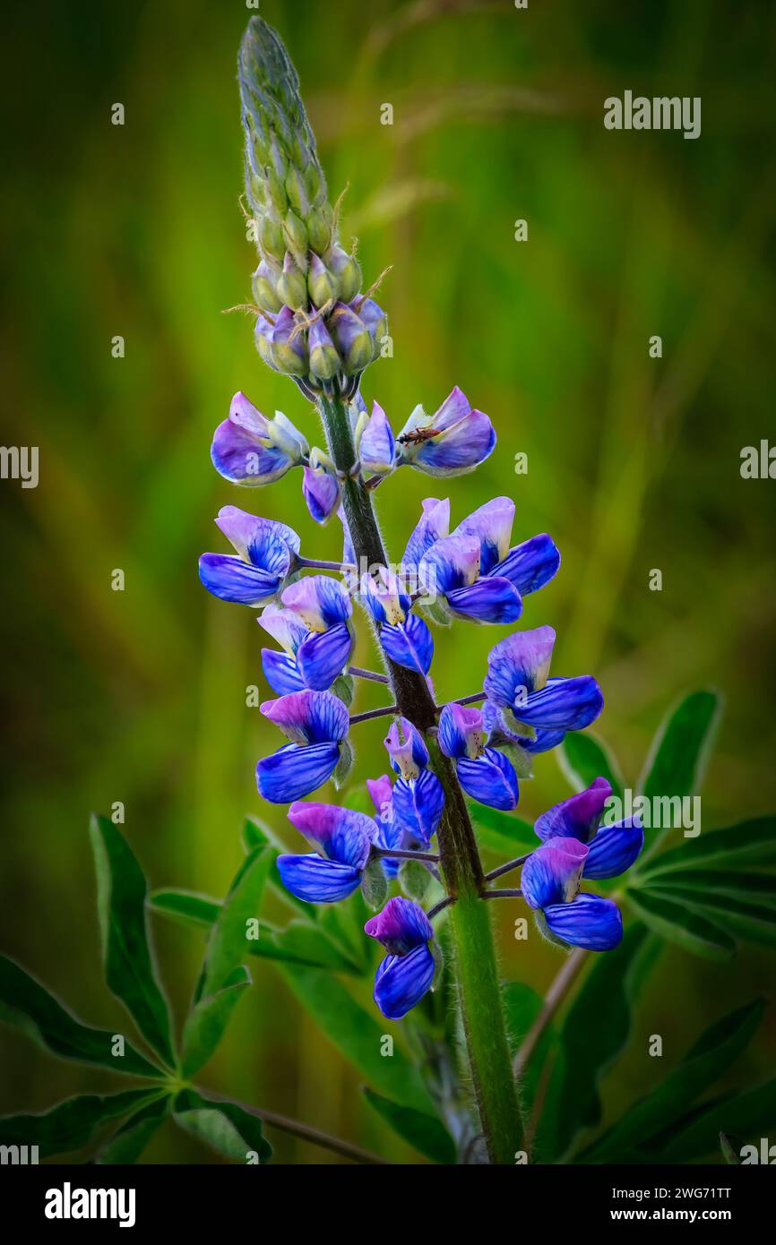 Blue Lupine (Lupinus perennis) growing wild in Alaska Stock Photo - Alamy