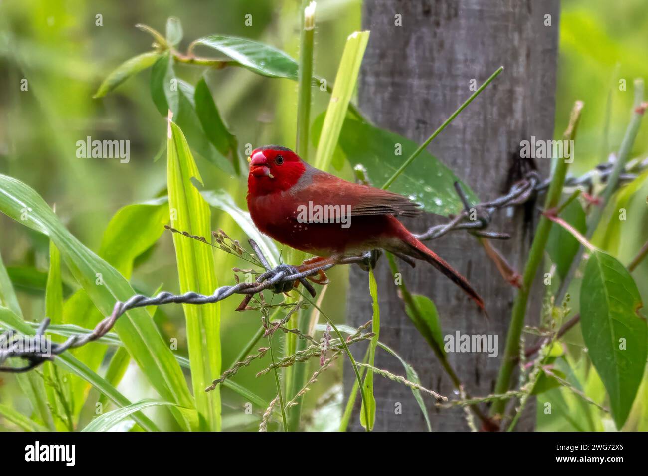 Finch species hi-res stock photography and images - Alamy