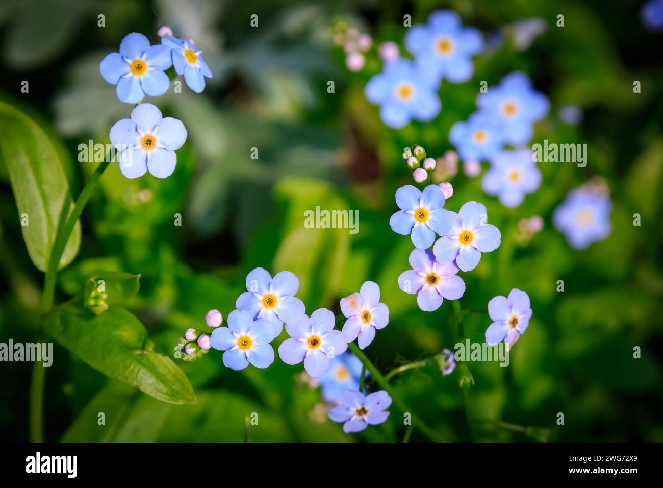 Forget-me-nots (Myosotis scorpioides), the Alaskan State Flower, at ...