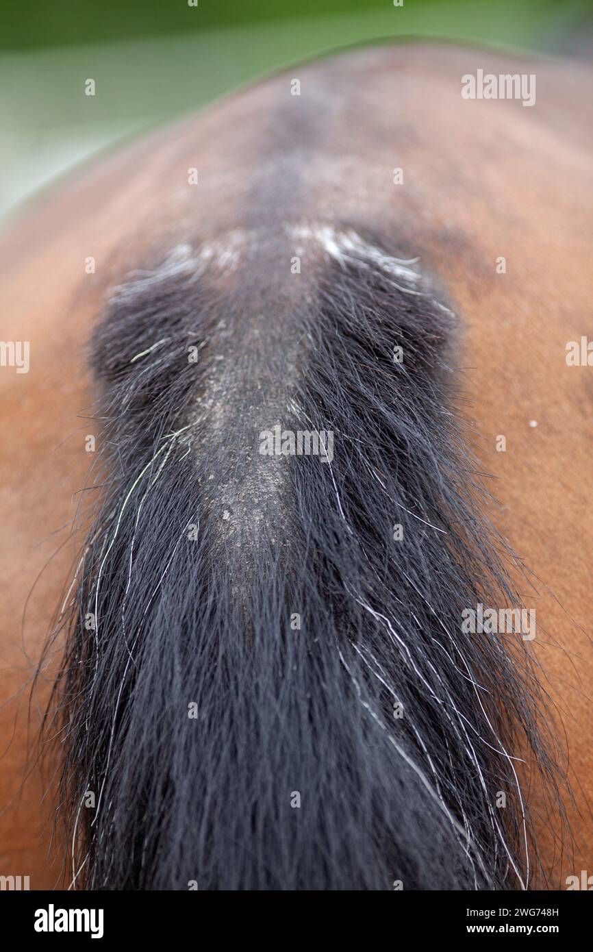 Horse eczema, skin irritation on tail loosing hair. sweet itch on tail ...