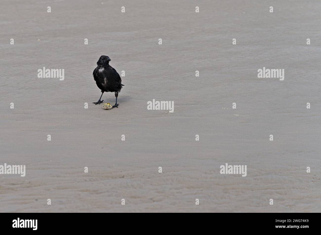 One crow with oyster standing on the sand Stock Photo - Alamy