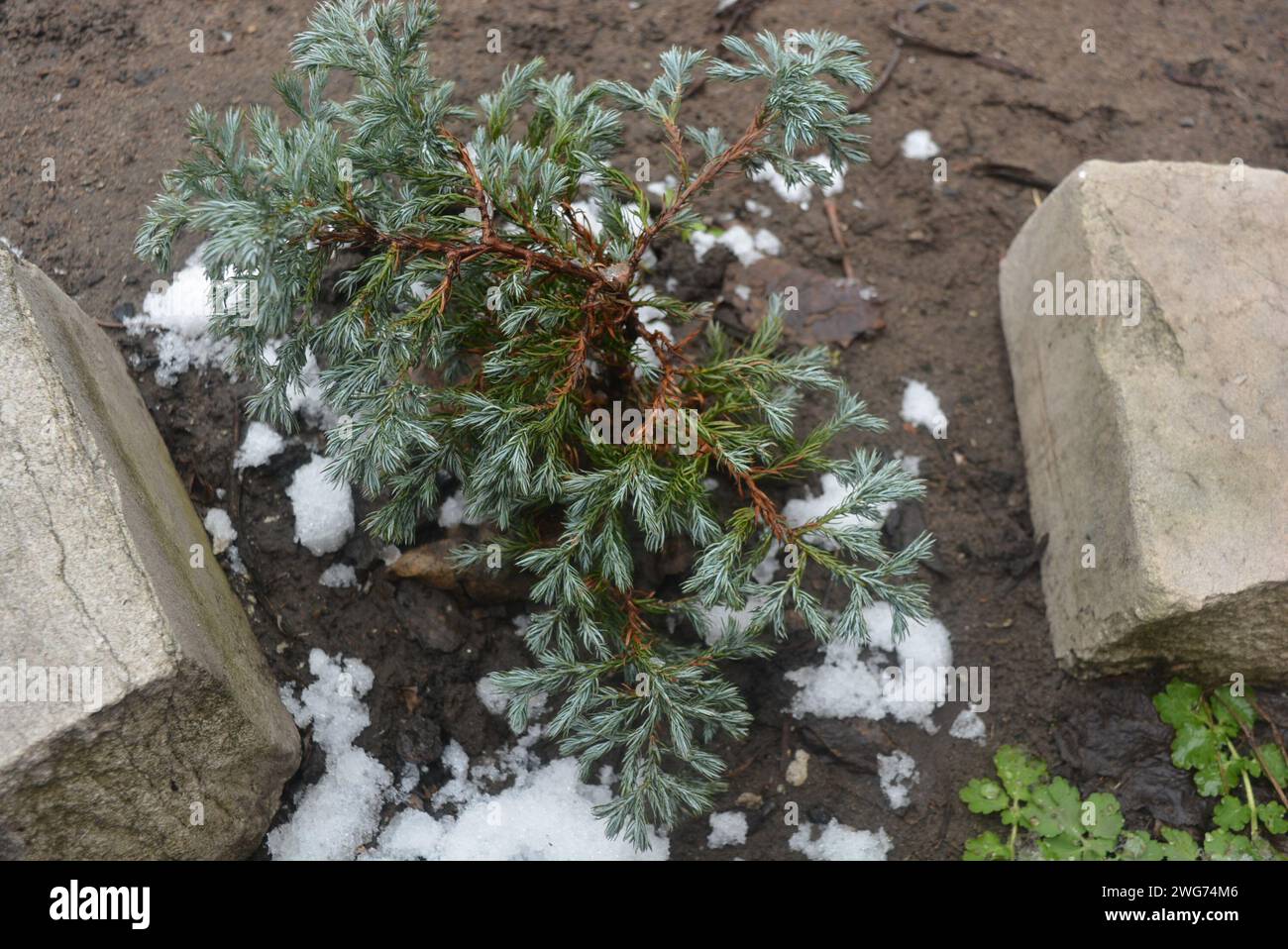 Very unusual outdoor flower, cypress Bolevard is splendid after winter ...
