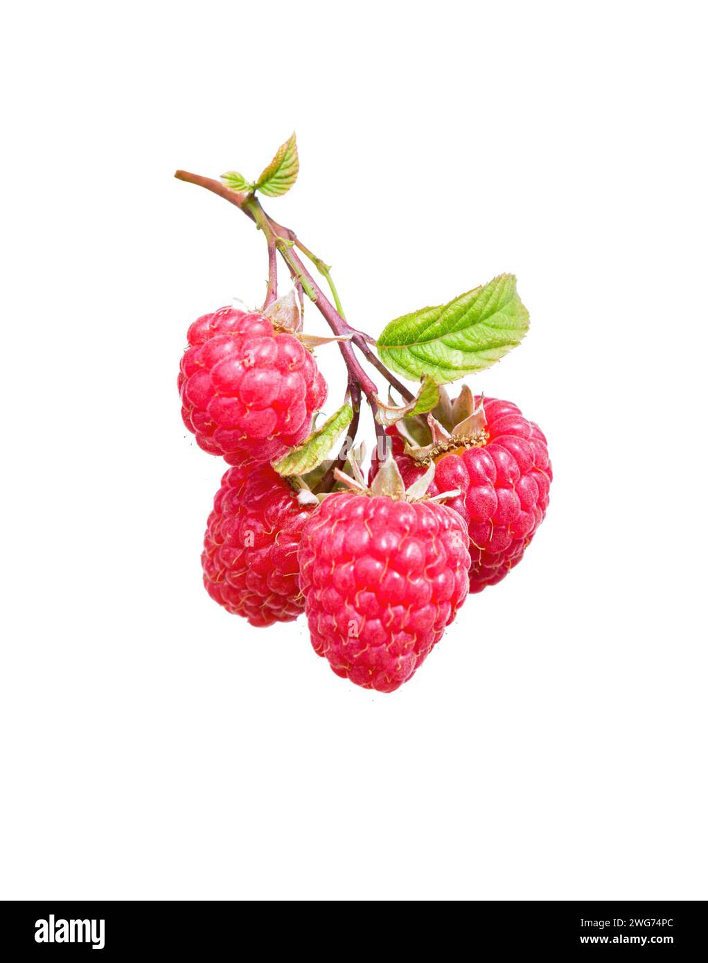 Raspberry isolation Cut Out Stock Images & Pictures - Alamy