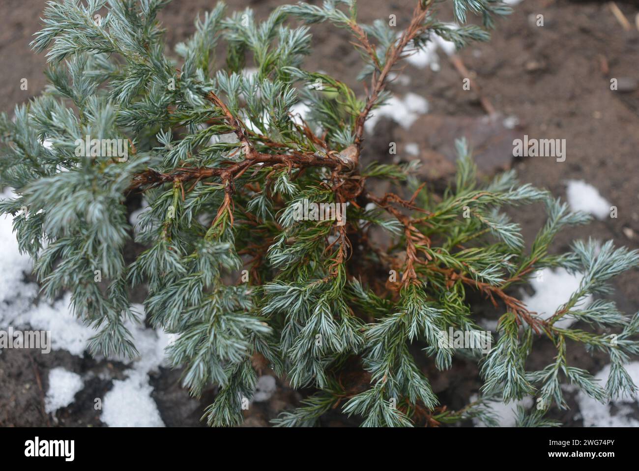 Very unusual outdoor flower, cypress Bolevard is splendid after winter ...