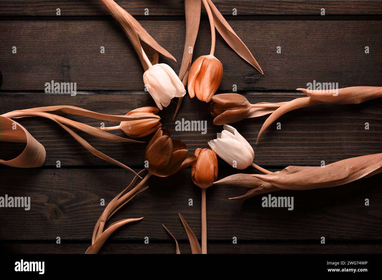 Rustic still life of tulips Stock Photo - Alamy