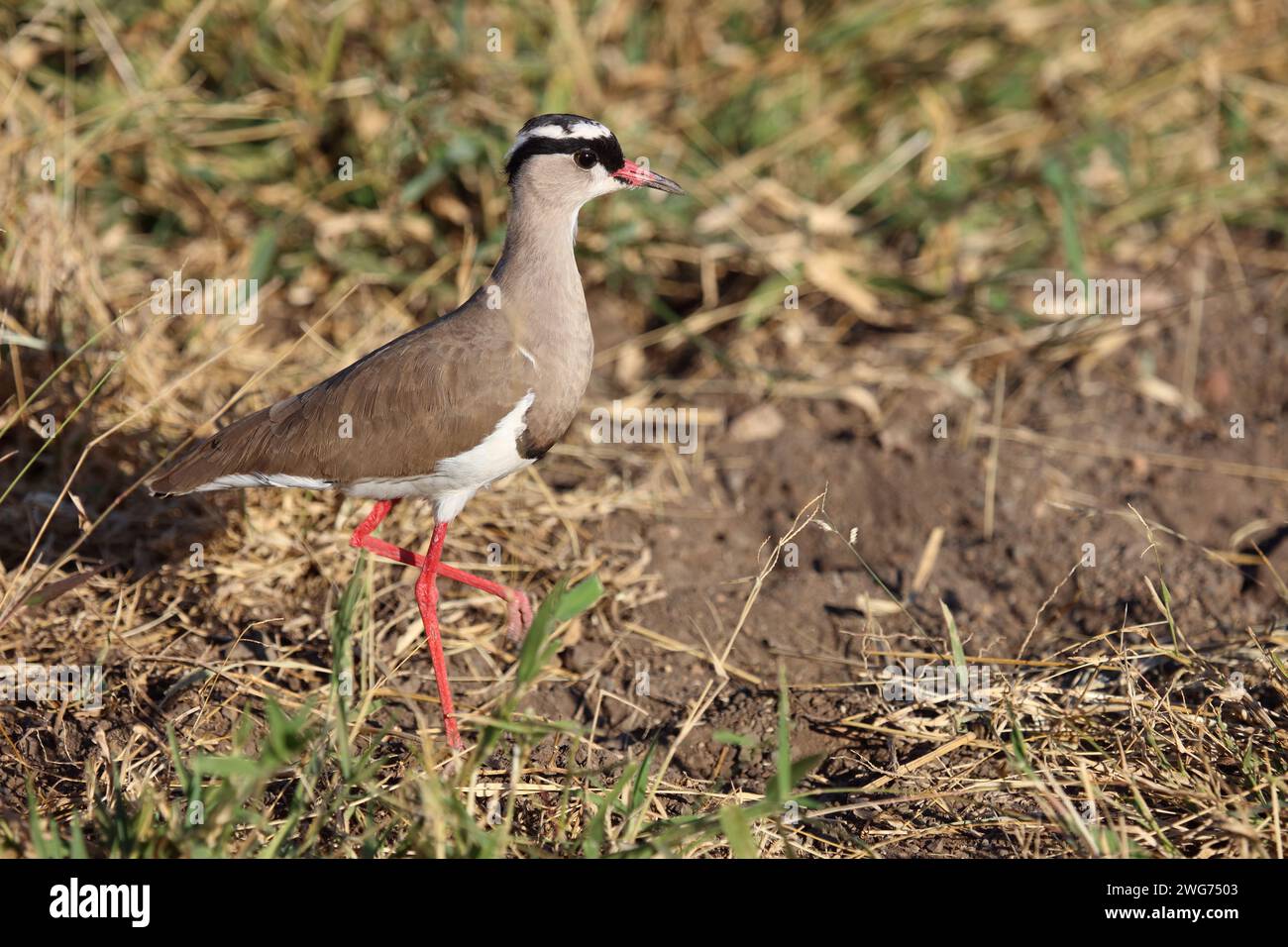 Kronenkiebitz / Crowned plover or Crowned lapwing / Vanellus coronatus ...