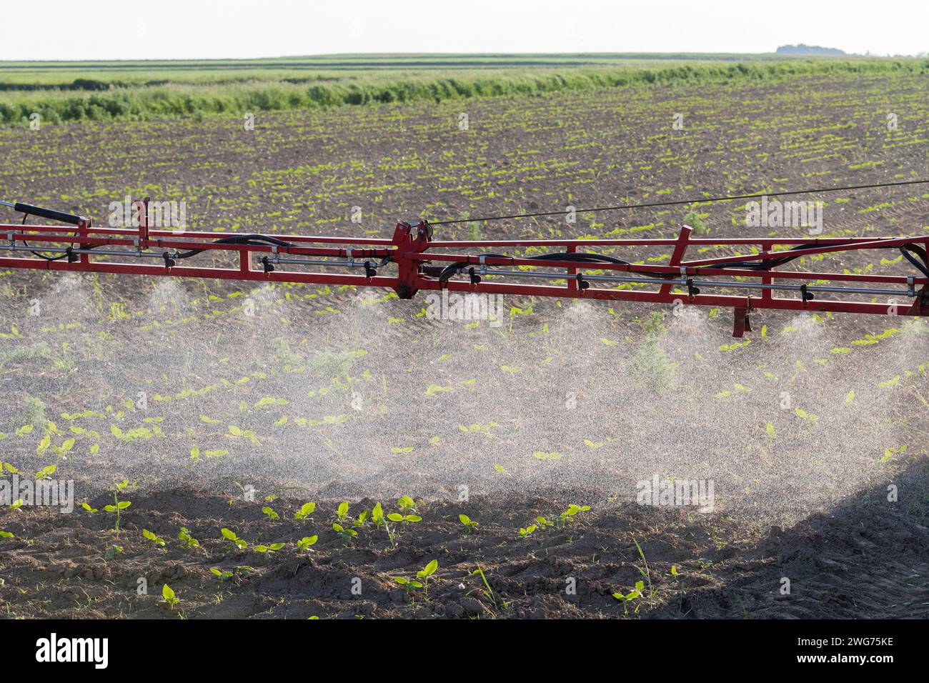 Sunflowers, Herbicide Spraying Stock Photo - Alamy