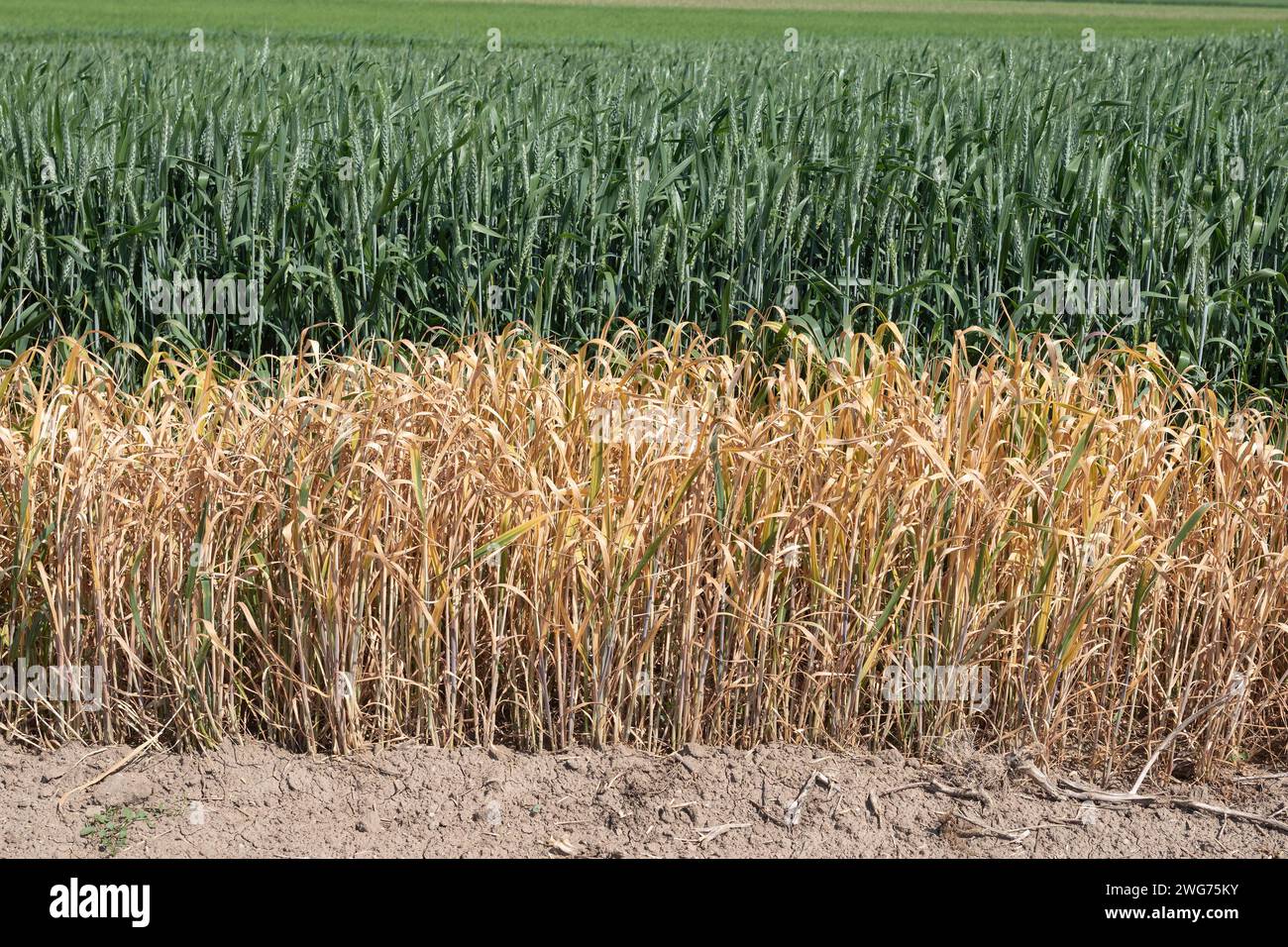 Spray Damage, Cereals Stock Photo - Alamy