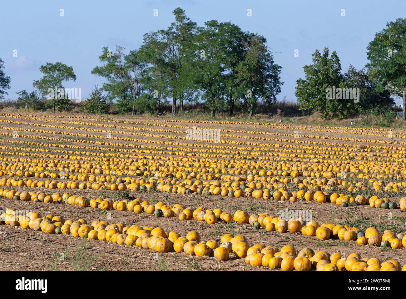 Oilpumpkin hi-res stock photography and images - Alamy