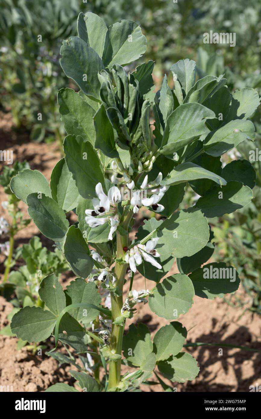 Puffed beans hi-res stock photography and images - Alamy
