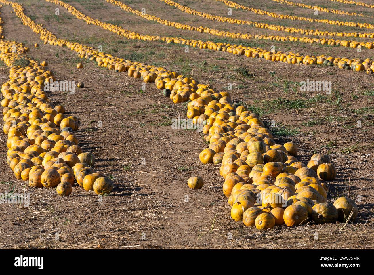 Oilpumpkin hi-res stock photography and images - Alamy