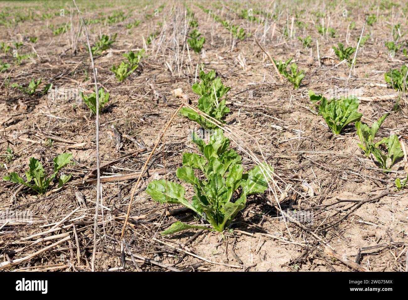 Beetroot seeds sowing hi-res stock photography and images - Alamy