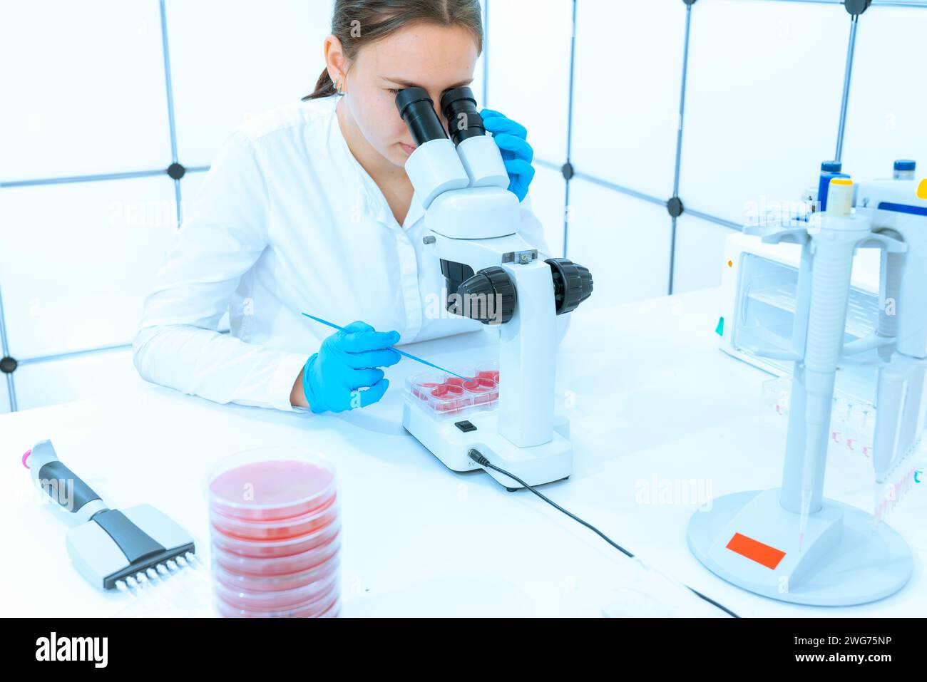 Study of biological interactions: Microscopy allows observing ...