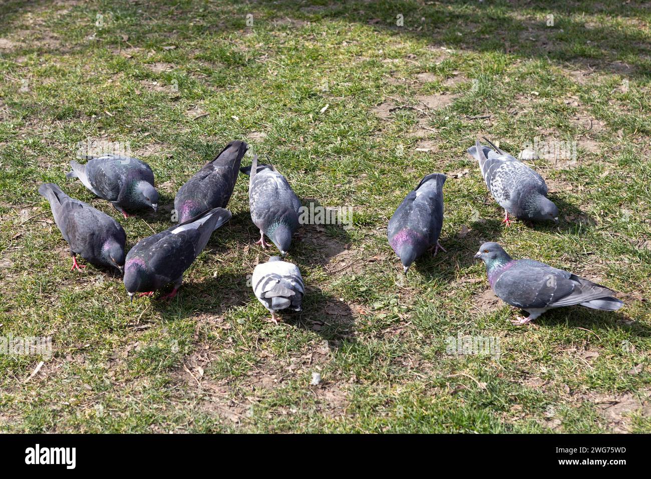 Dust, City Pigeons Stock Photo - Alamy