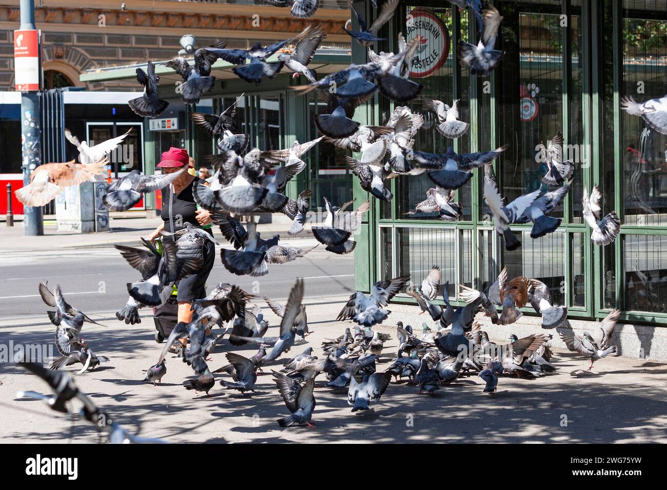 Pigeons swarms hi-res stock photography and images - Alamy