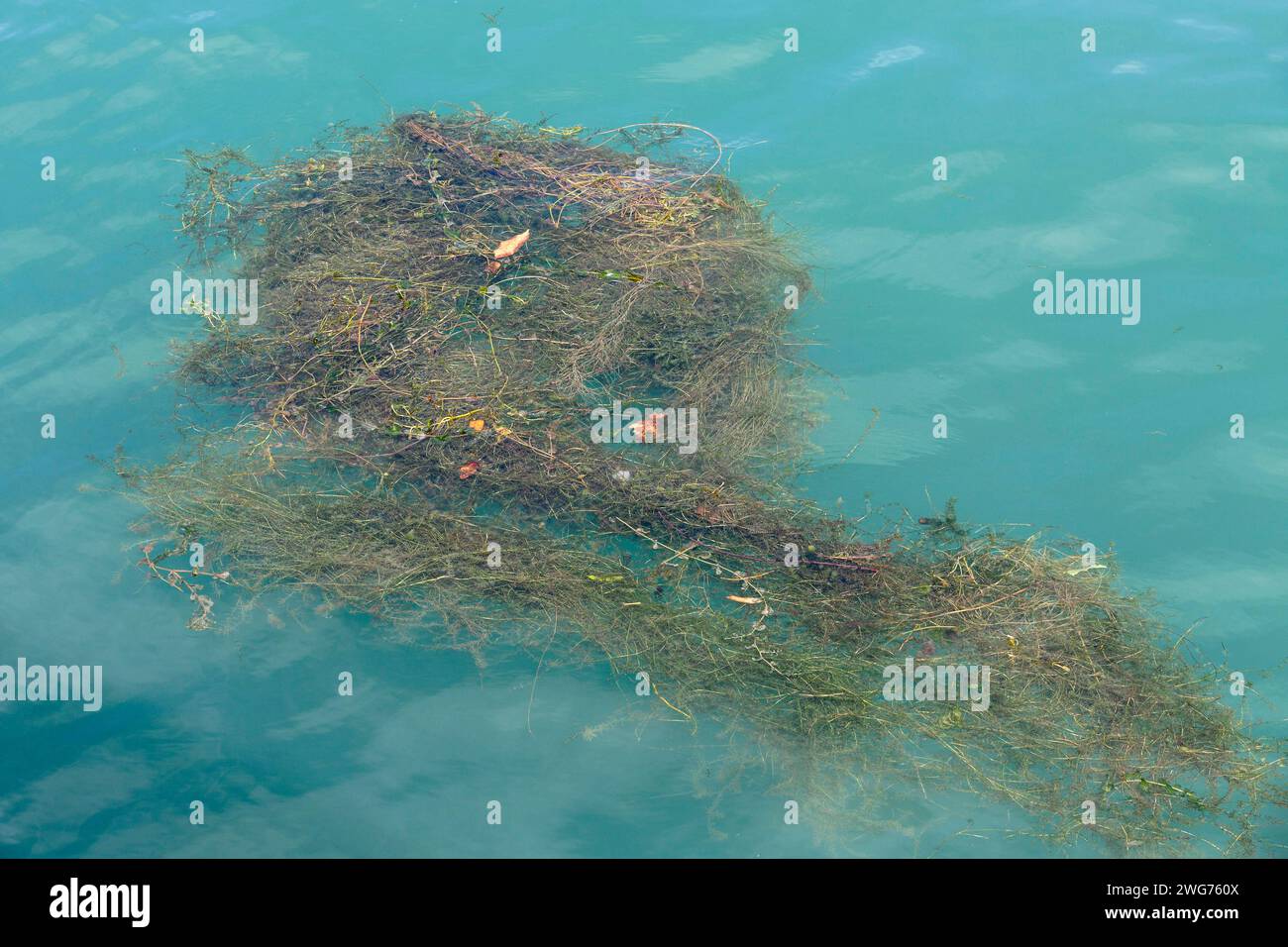 Seagrass formation hi-res stock photography and images - Alamy