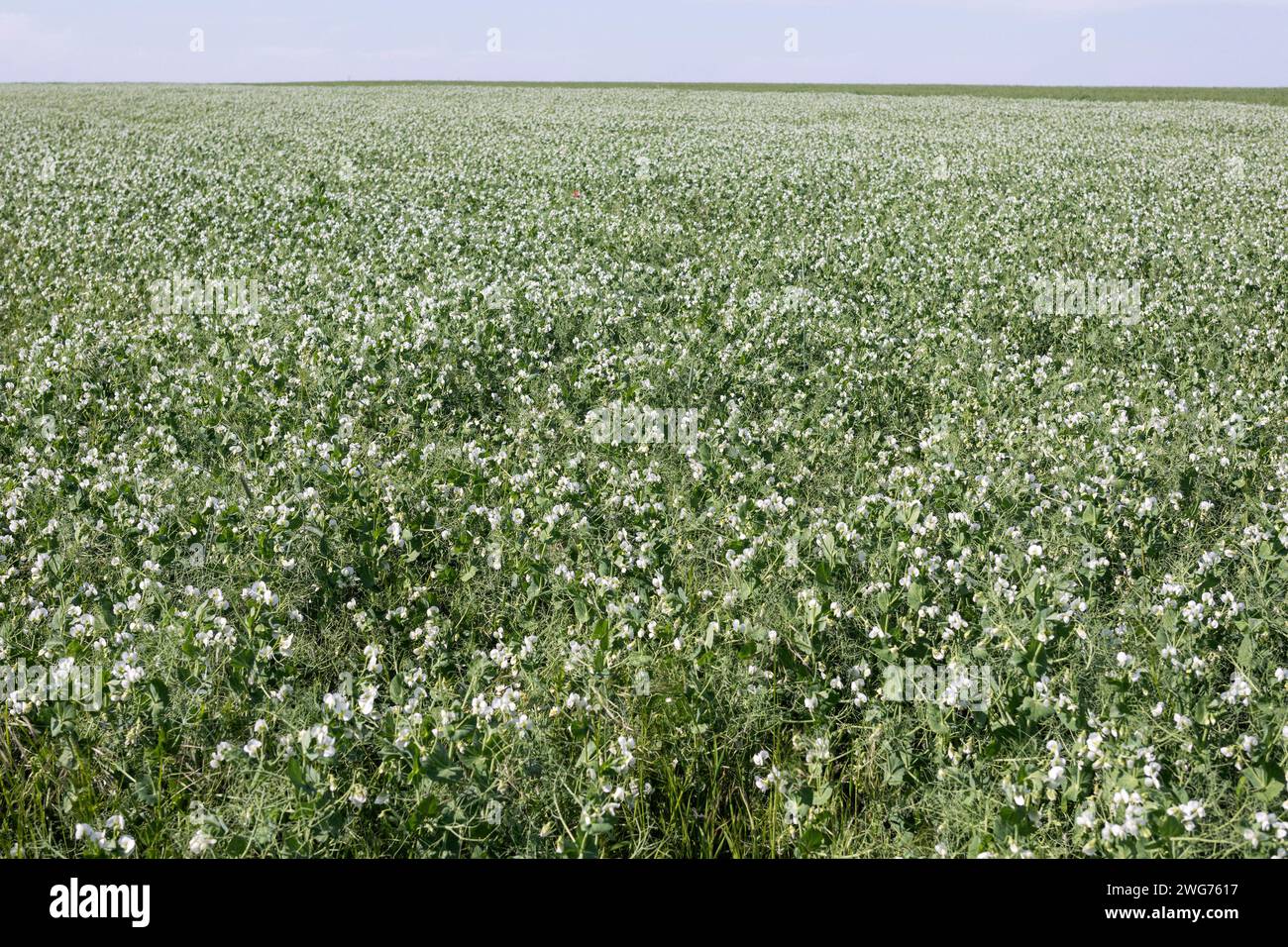Grain pea blossom hi-res stock photography and images - Alamy