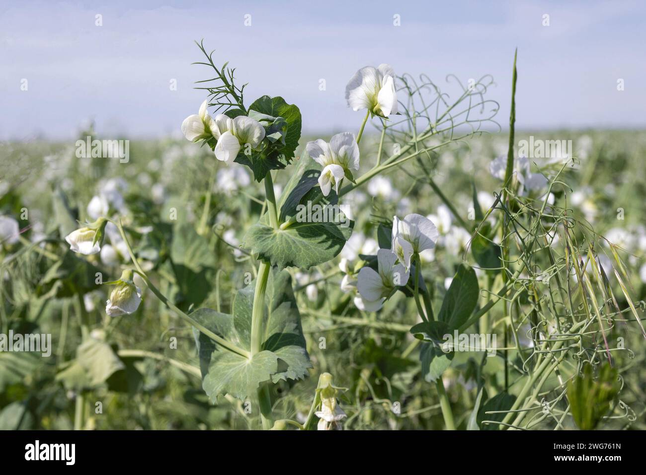 Grain pea blossom hi-res stock photography and images - Alamy