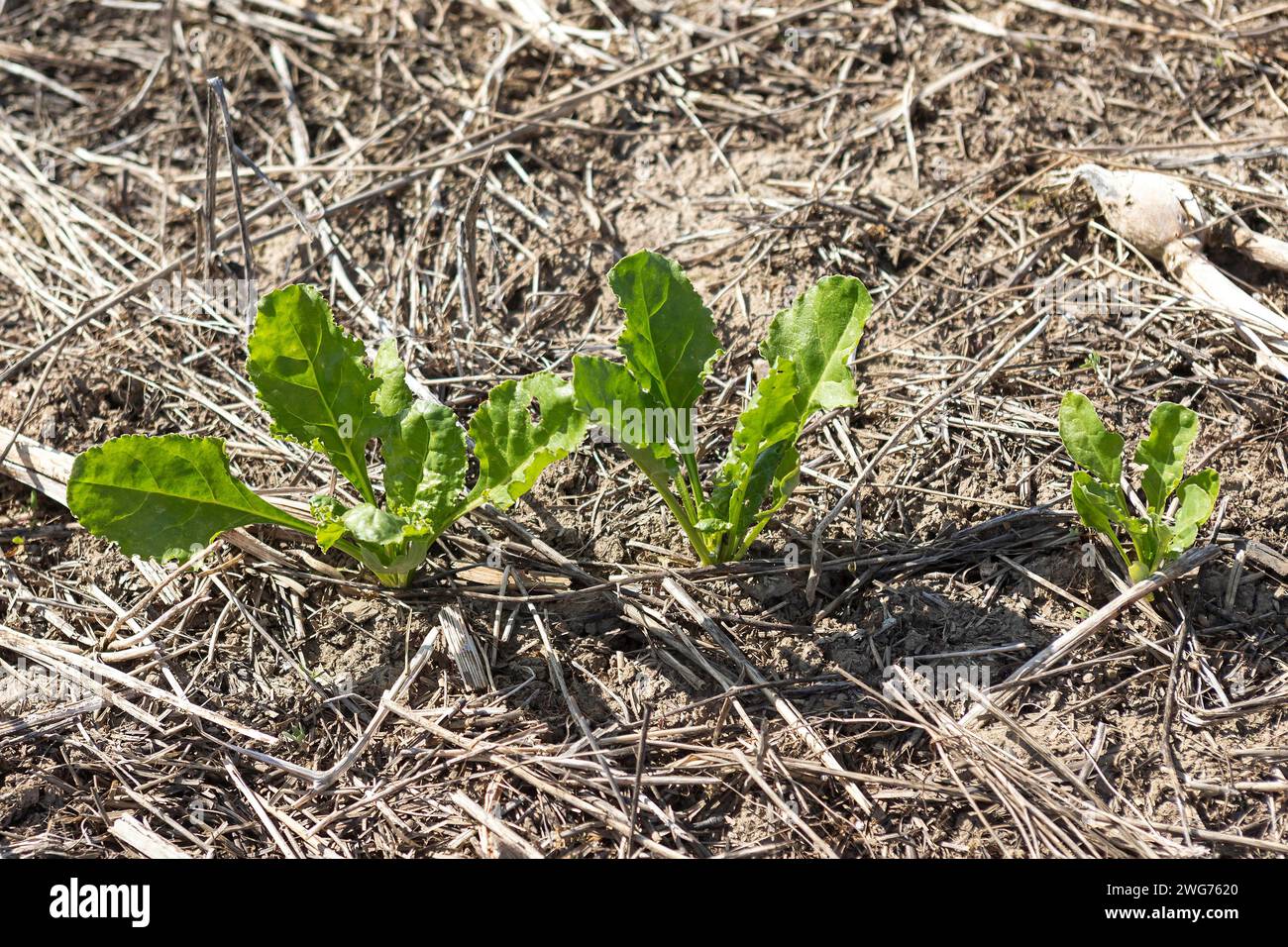 Sugar Beetroot, Direct Sowing Stock Photo - Alamy
