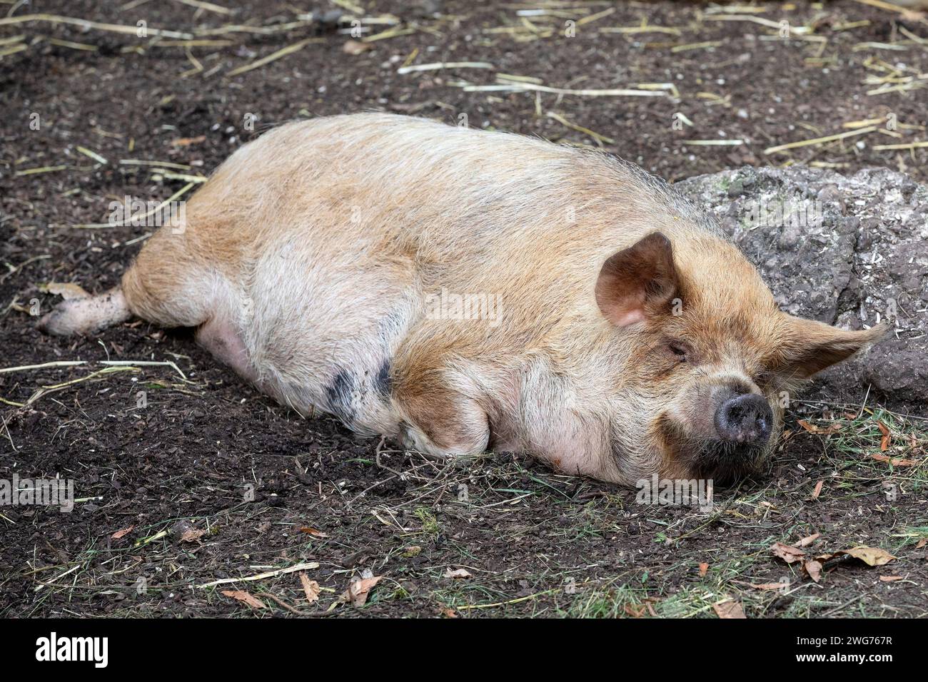 Kunekune pigs hi-res stock photography and images - Alamy