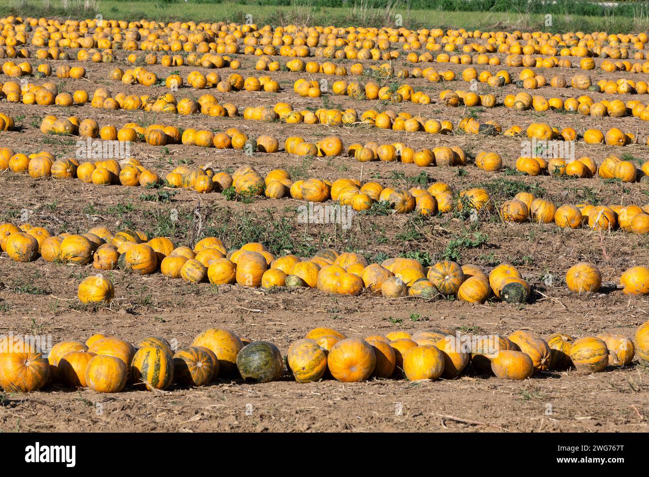 Oilpumpkin field hi-res stock photography and images - Alamy