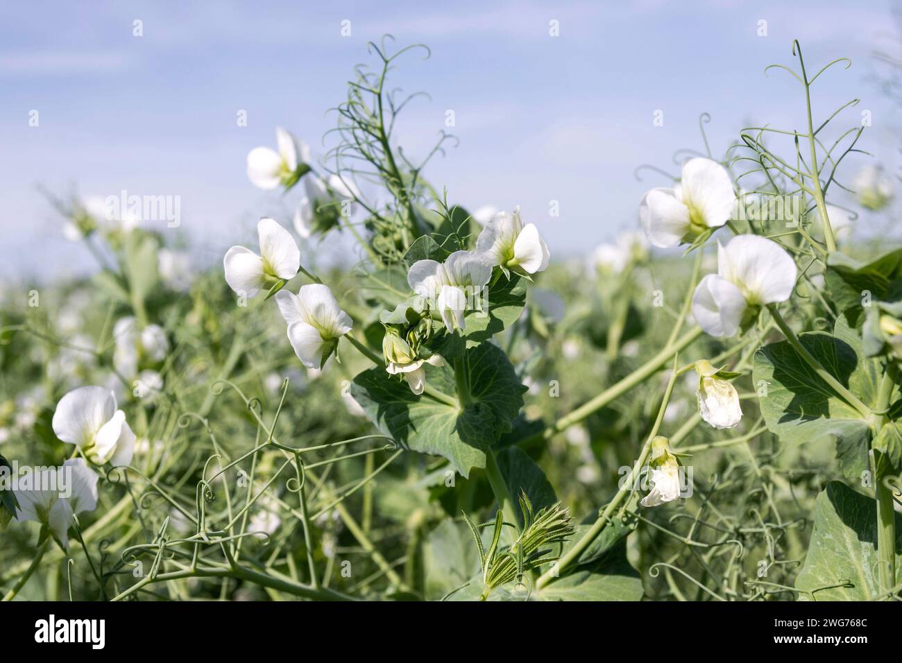 Grain pea blossom hi-res stock photography and images - Alamy