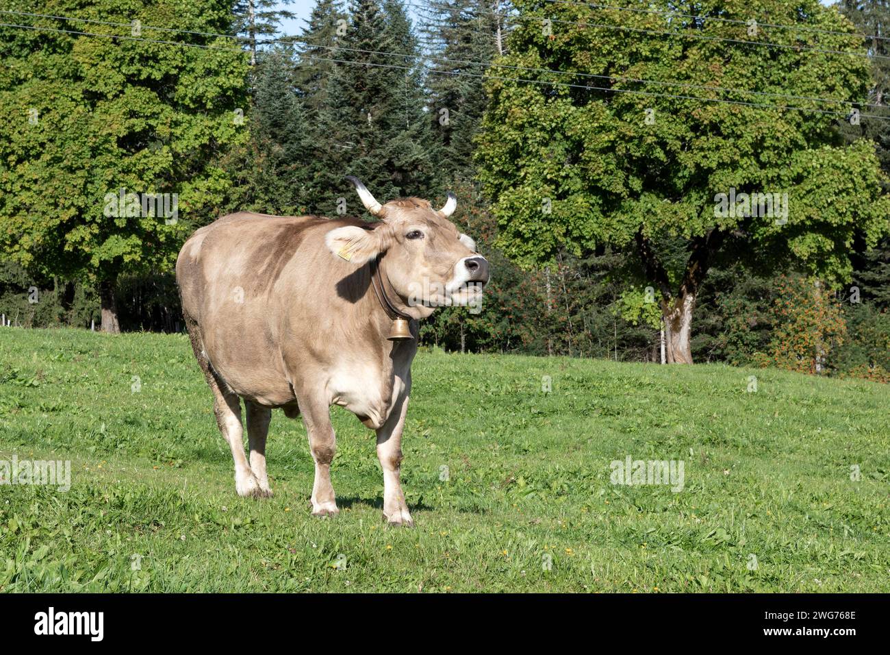 Races of cattle hi-res stock photography and images - Alamy