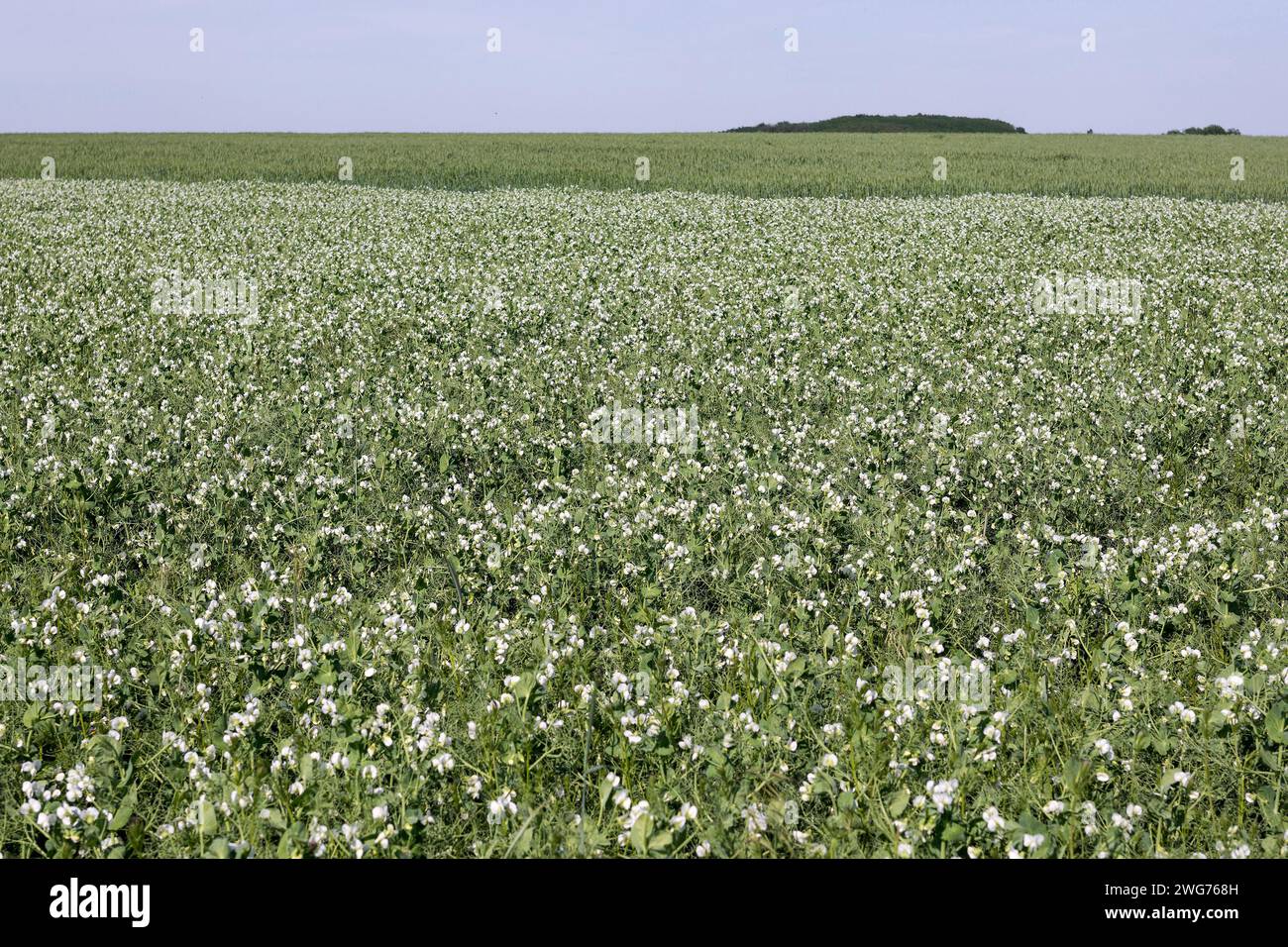 Grain pea blossom hi-res stock photography and images - Alamy