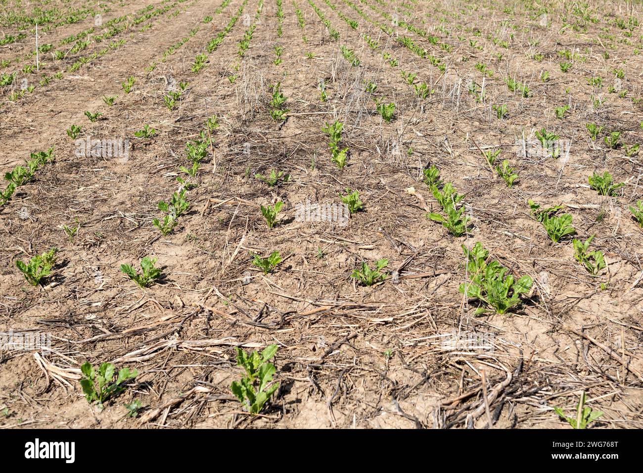 Direct sowing of seeds hi-res stock photography and images - Alamy