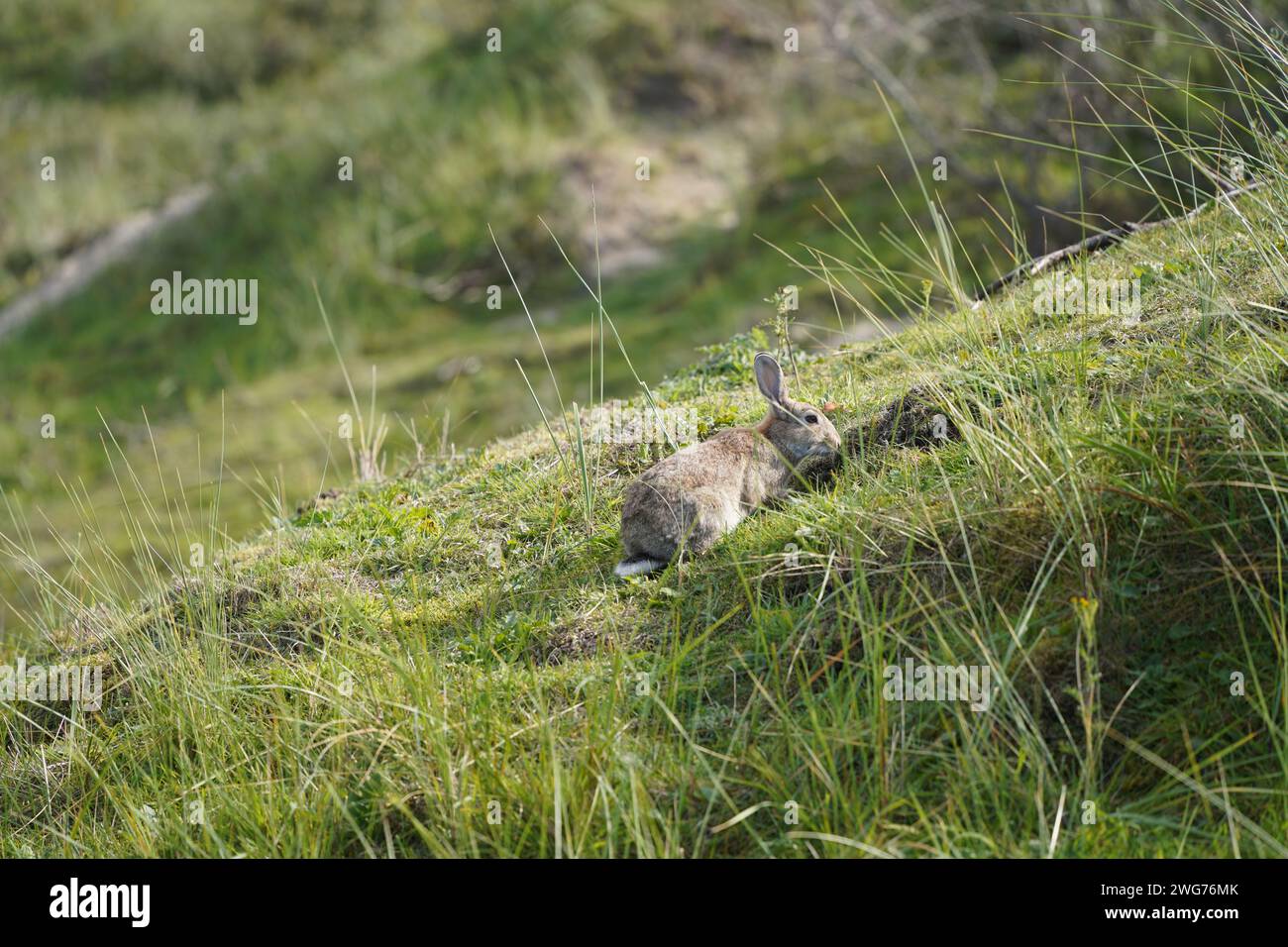 One rabbit in the dunes of Borkum near its den Stock Photo - Alamy