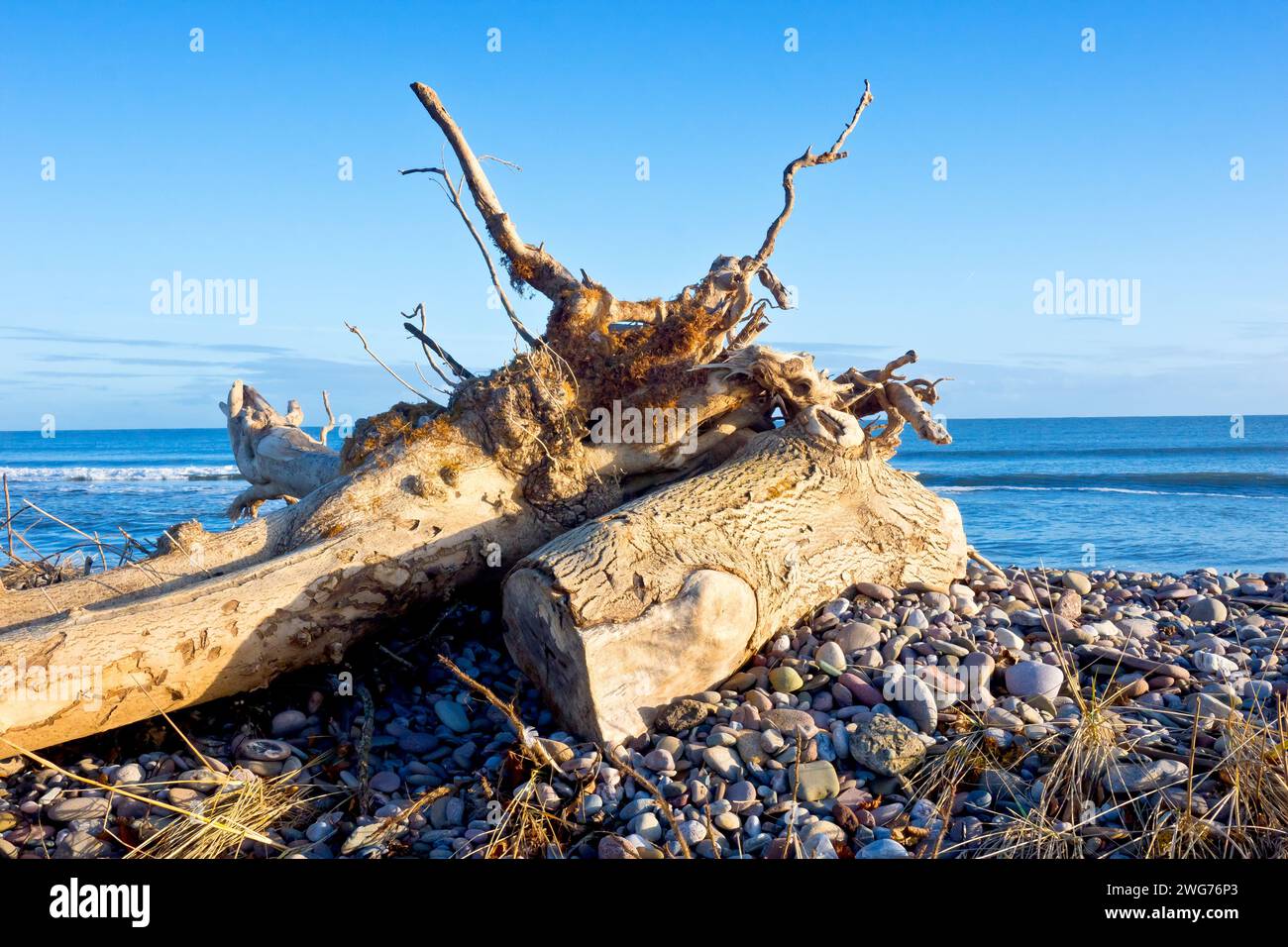 Whole tree and roots hi-res stock photography and images - Alamy