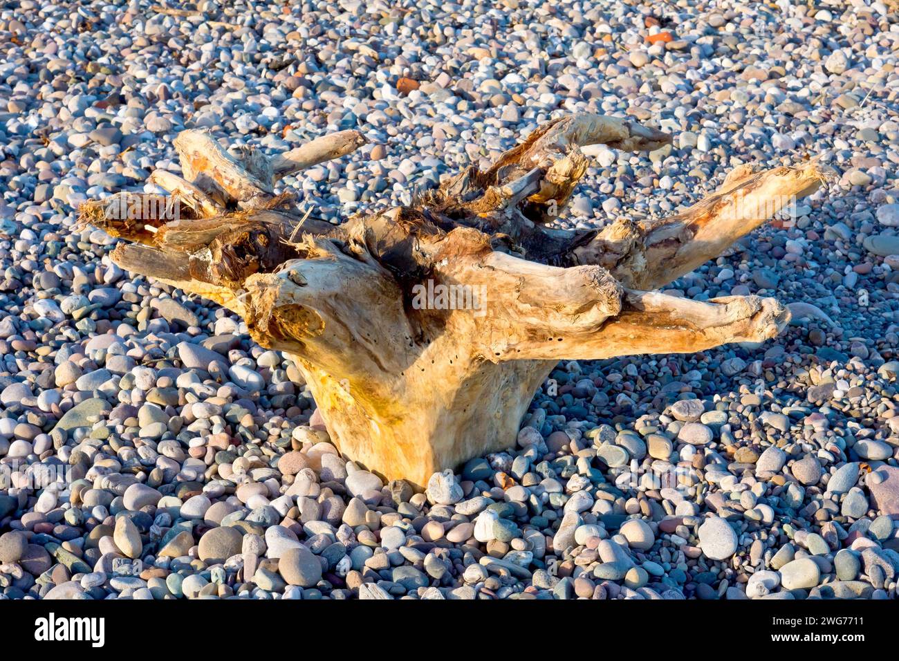 Close up of the base and roots of a tree washed up on a stony beach as ...