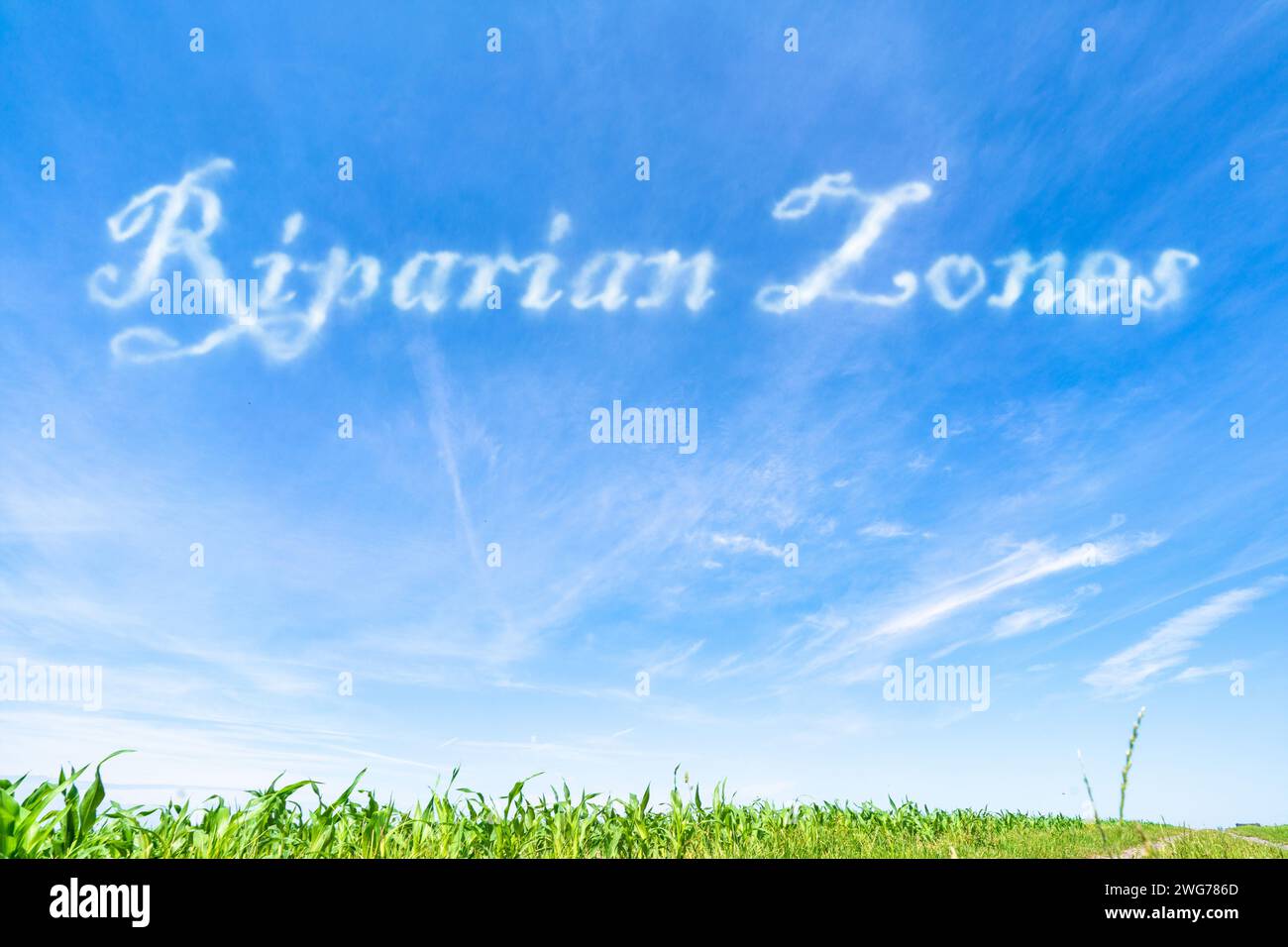 Riparian Zones: Transition areas between terrestrial and aquatic ...