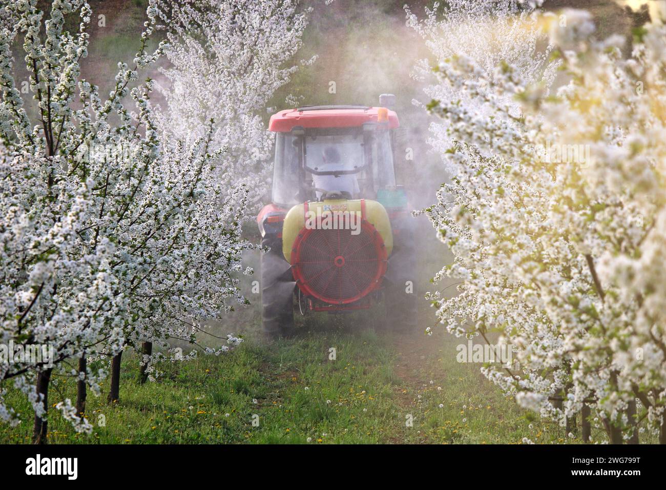 Tractor with atomizing sprayer spraying pesticides on cherry trees ...