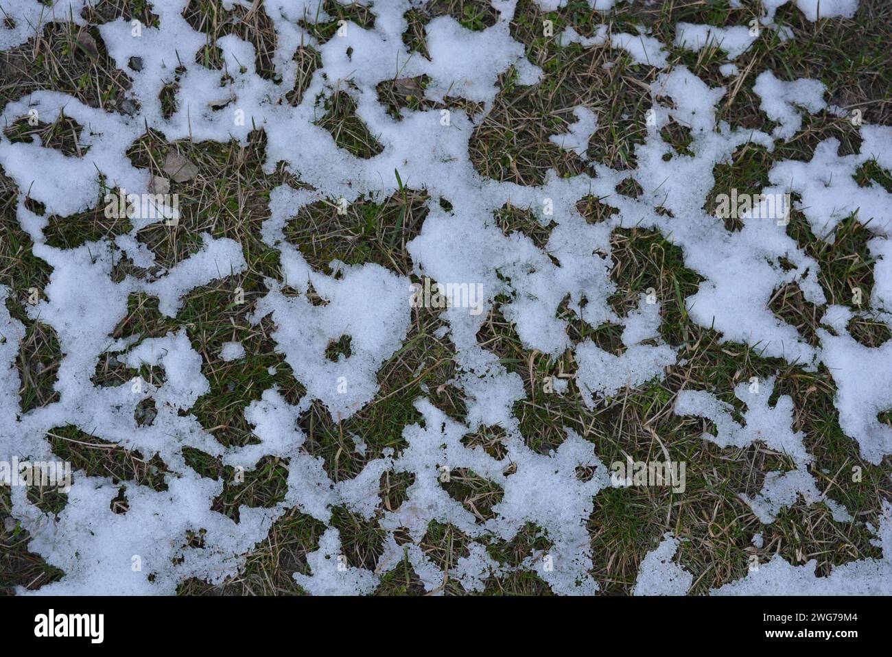 Very young juicy green spring grass under melting snow and with rays of ...