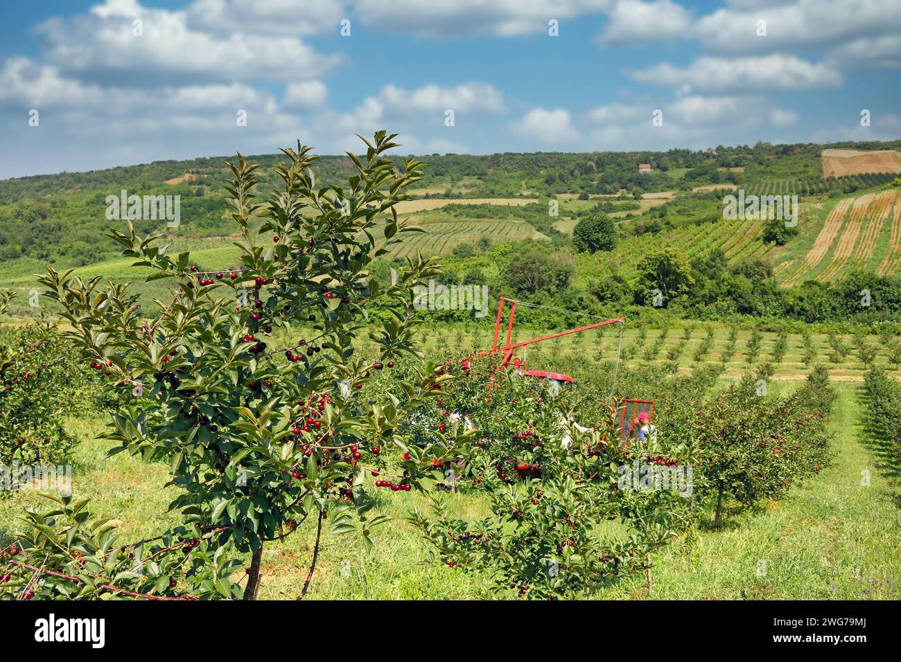 Professional cherry picker in orchard hi-res stock photography and ...