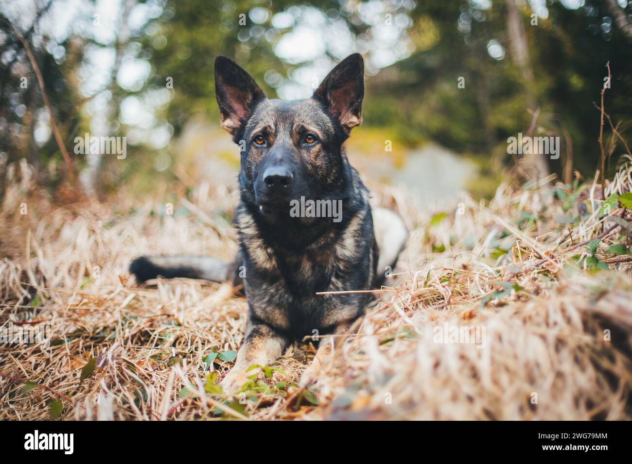 Working line German Shepherd Dog (Alsatian Stock Photo - Alamy
