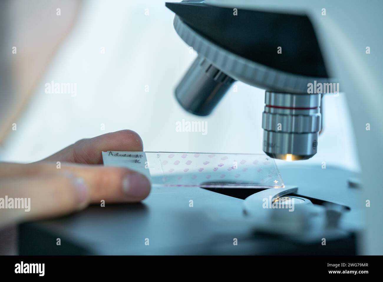 Lab animals, research hi-res stock photography and images - Alamy