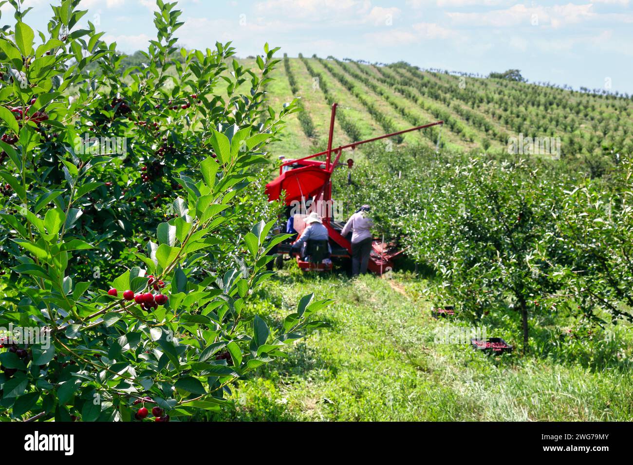 Professional cherry picker in orchard hi-res stock photography and ...