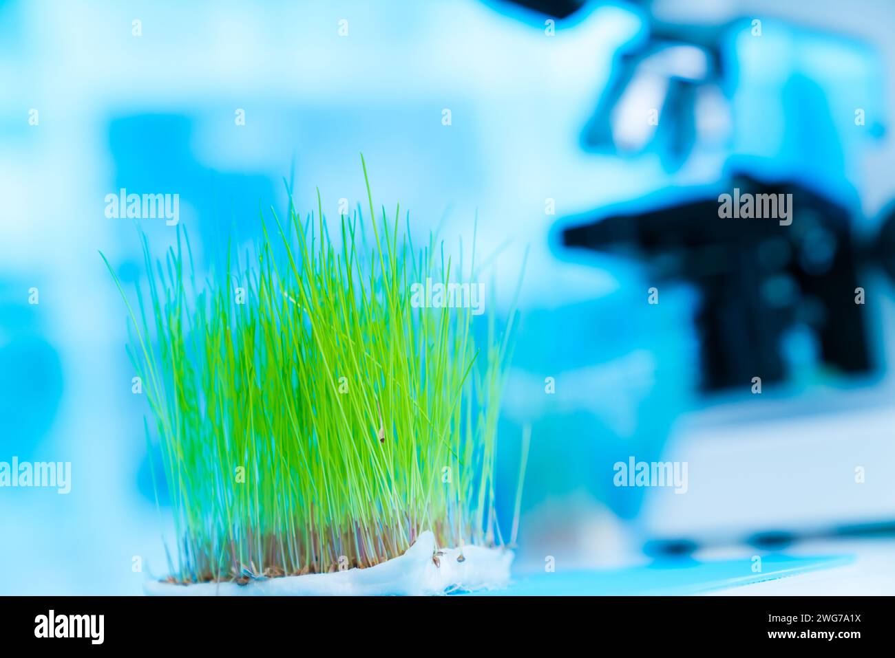 Investigating the role of beneficial bacteria in promoting plant growth ...