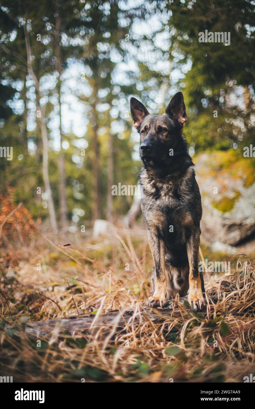 Working line German Shepherd Dog (Alsatian Stock Photo - Alamy