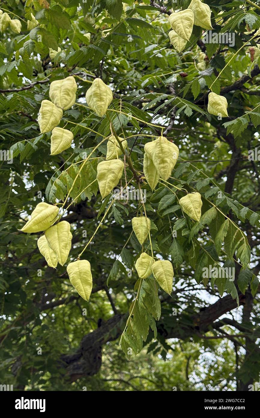 Photo 24 jpg hi-res stock photography and images - Alamy