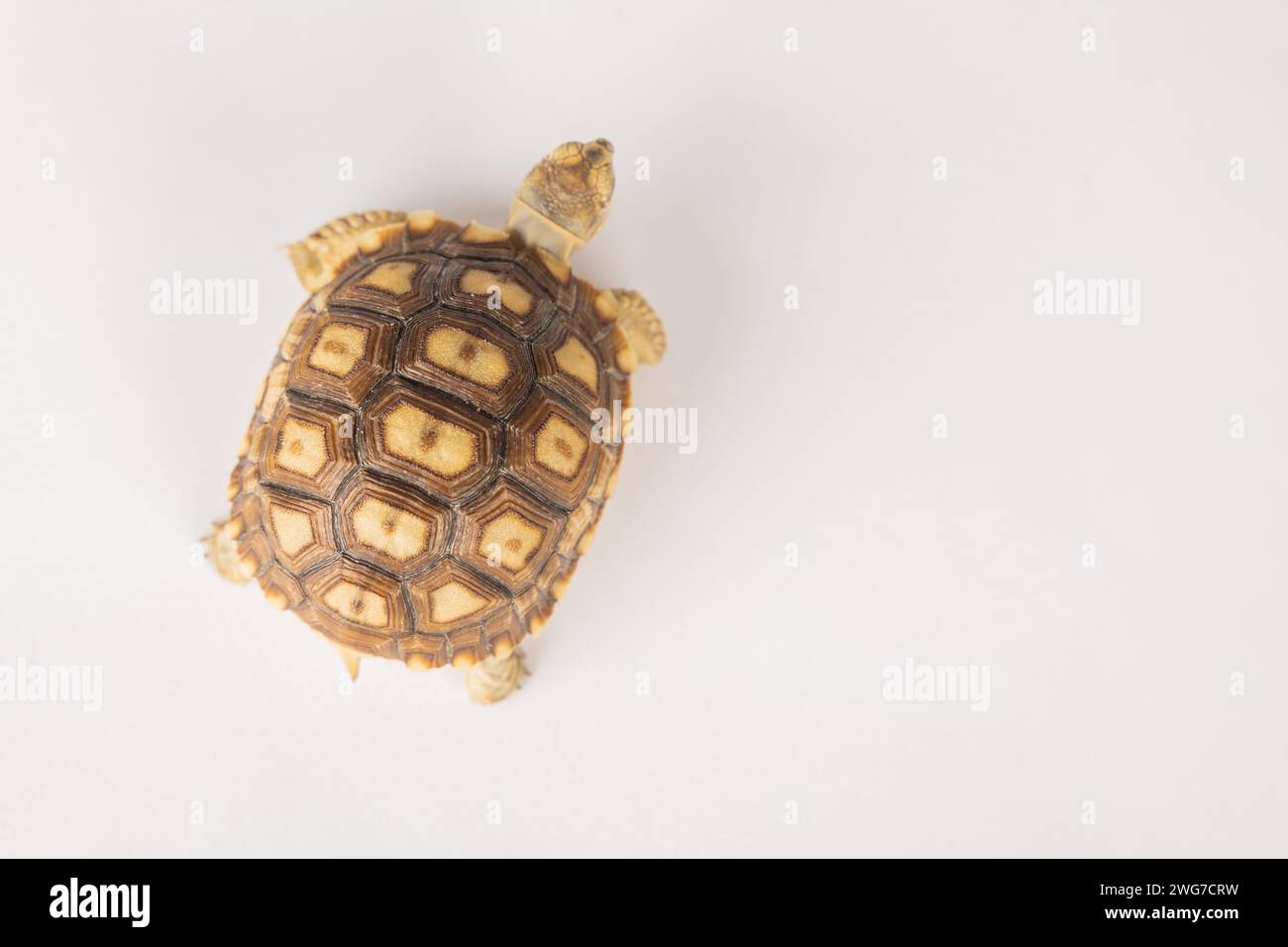 An isolated portrait of the sulcata tortoise, a patient and cute ...