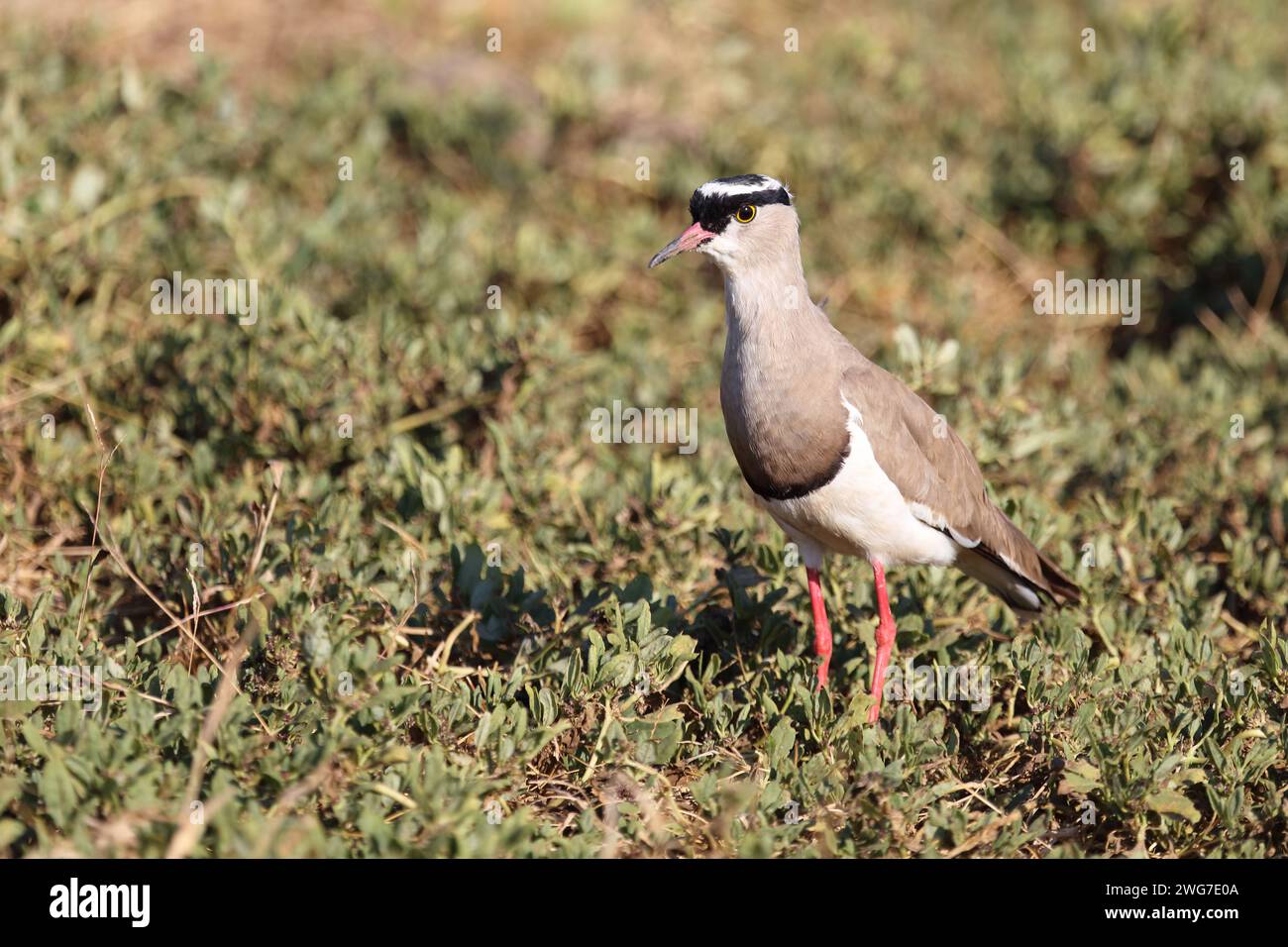 Kronenkiebitz / Crowned plover or Crowned lapwing / Vanellus coronatus ...