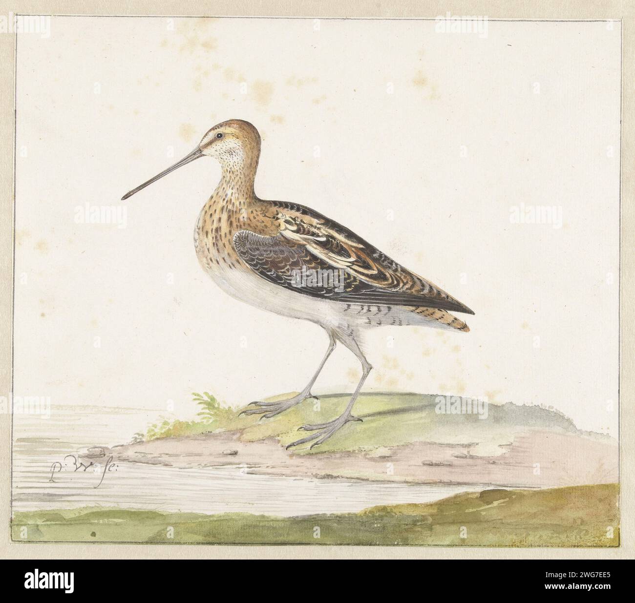 Common Snipe (Gallinago gallinago), Pieter Withoos, c. 1687 - c. 1692 ...