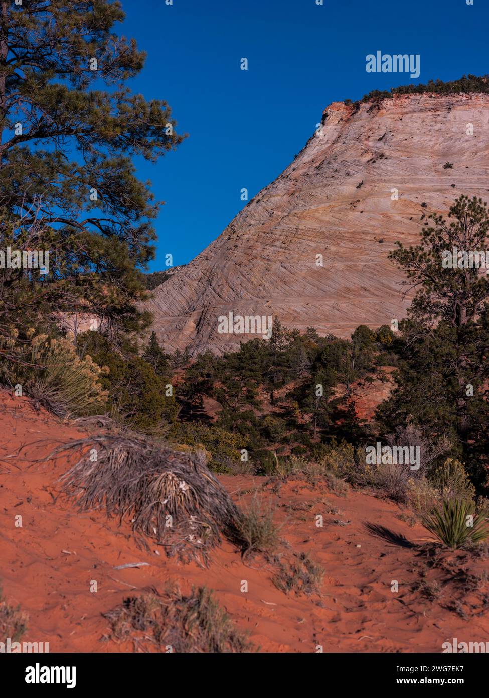 United States. State of Utah. Zion National Park. Checkerboard Mesa ...