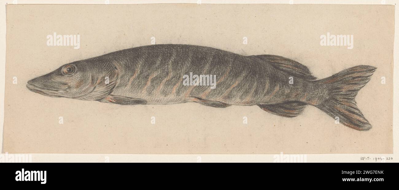 Snoek, to the left, Jean Bernard, 1775 - 1833 drawing paper. pencil ...