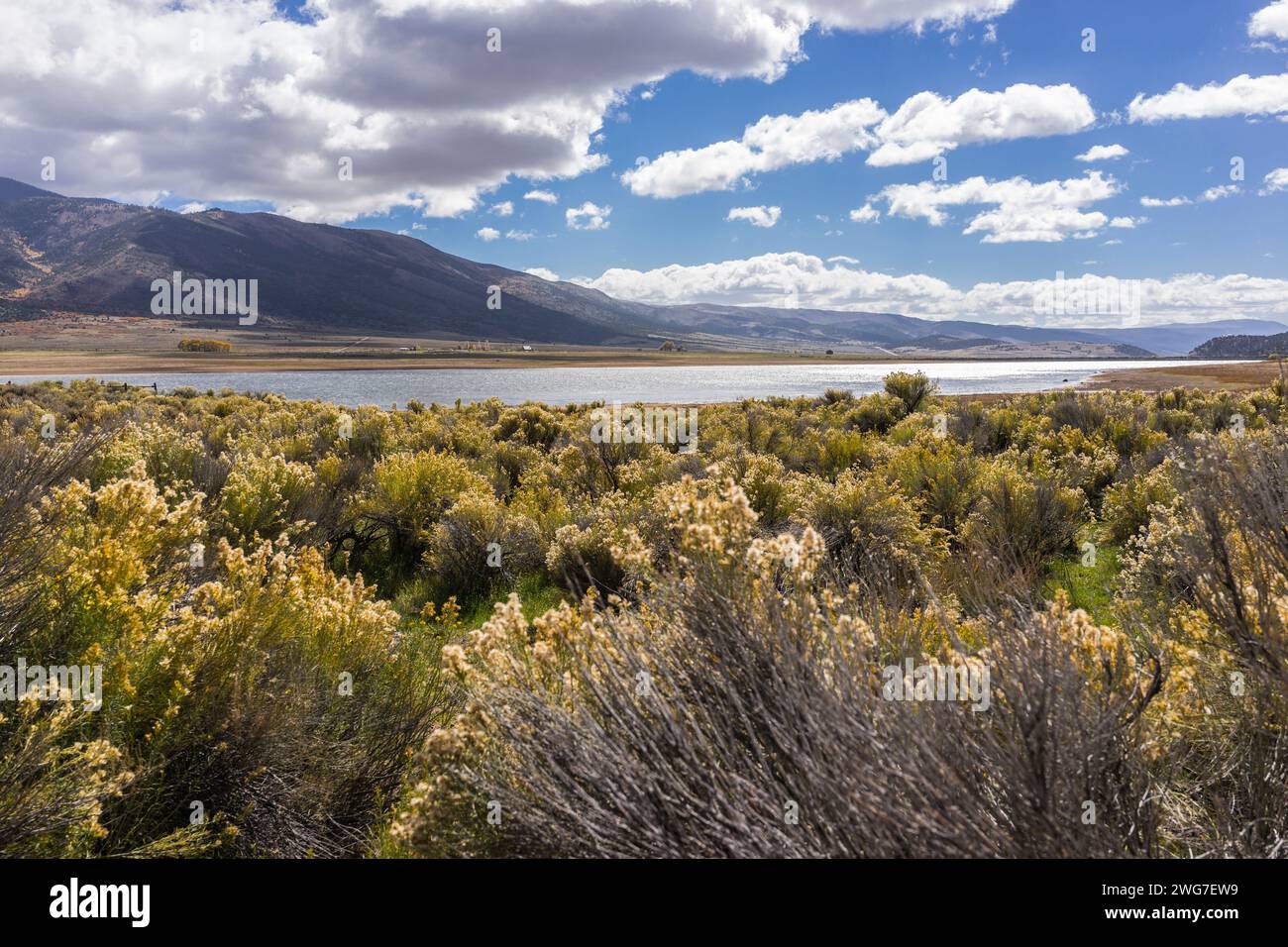 United States. Utah.Sevier County. Sagebrush (Artemisia tridentata ...